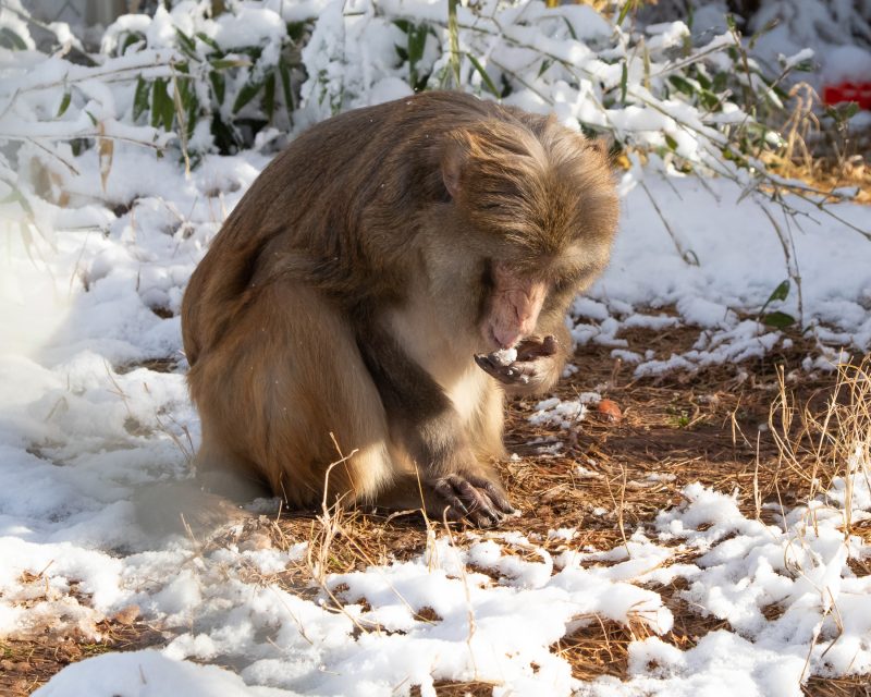 PHOTO GALLERY – Oklahoma Primate Sanctuary
