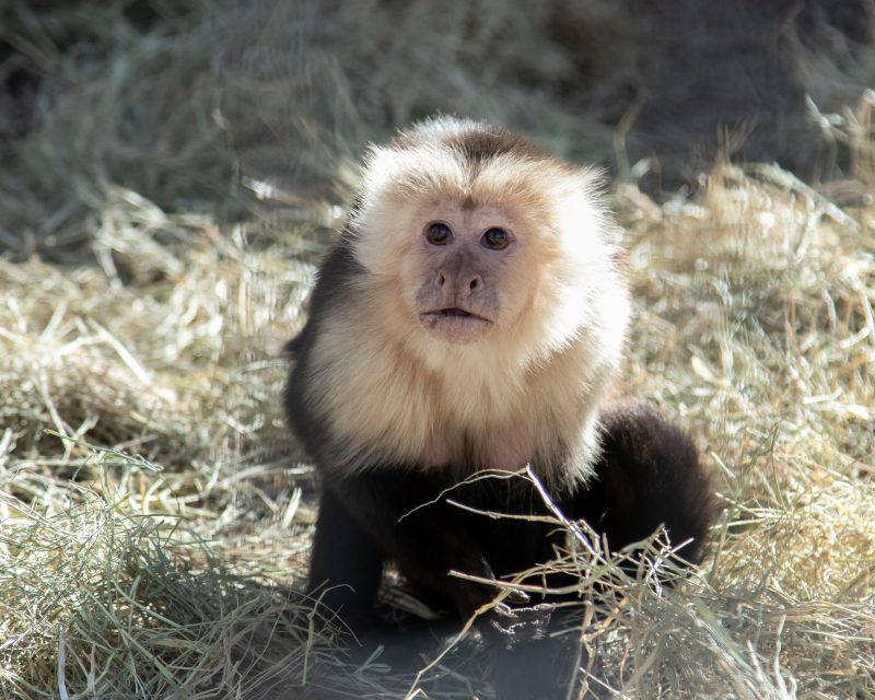 PHOTO GALLERY – Oklahoma Primate Sanctuary