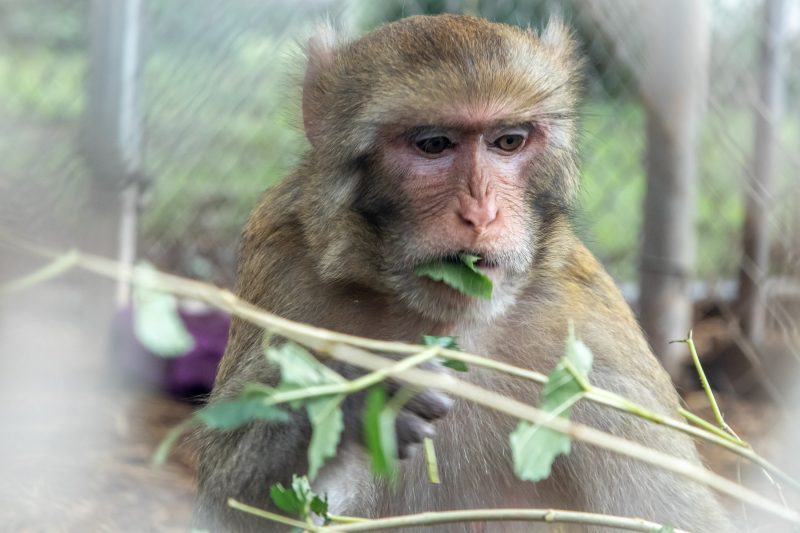 PHOTO GALLERY – Oklahoma Primate Sanctuary
