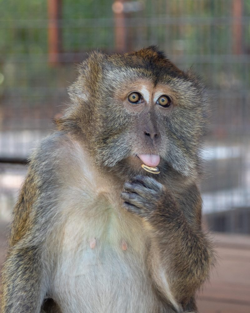 PHOTO GALLERY – Oklahoma Primate Sanctuary