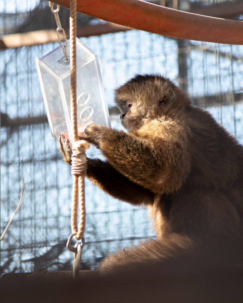 PHOTO GALLERY – Oklahoma Primate Sanctuary