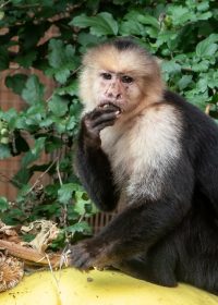 PHOTO GALLERY – Oklahoma Primate Sanctuary