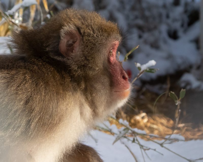 PHOTO GALLERY – Oklahoma Primate Sanctuary
