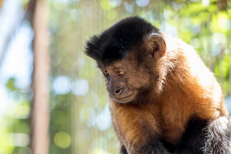 PHOTO GALLERY – Oklahoma Primate Sanctuary