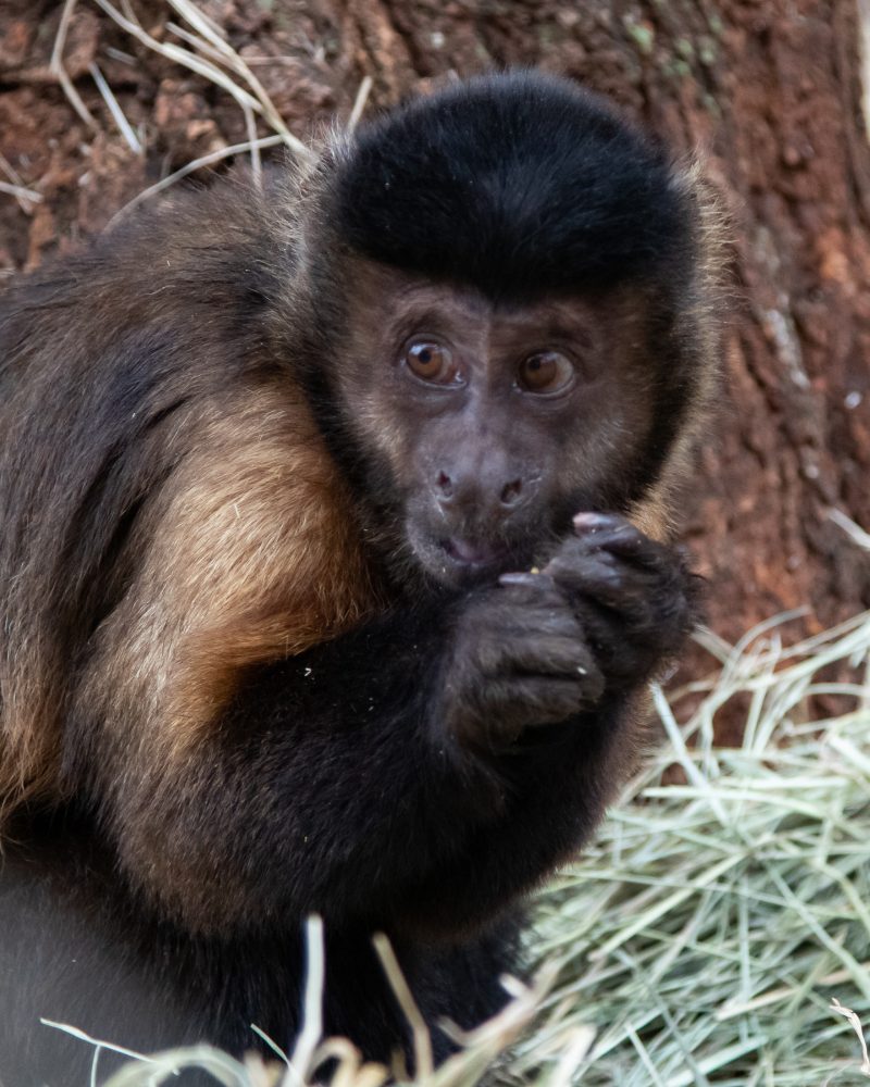 PHOTO GALLERY – Oklahoma Primate Sanctuary