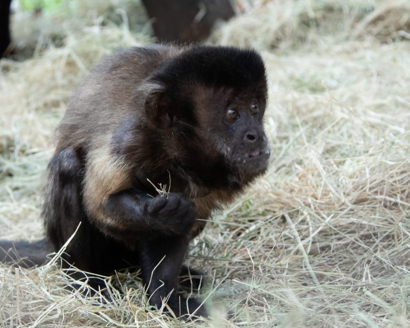 PHOTO GALLERY – Oklahoma Primate Sanctuary