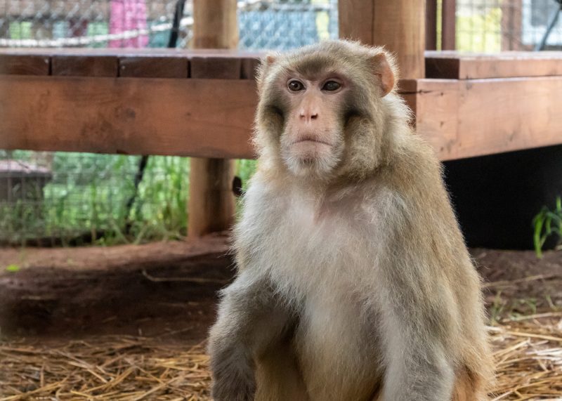 PHOTO GALLERY – Oklahoma Primate Sanctuary