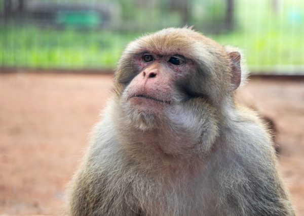 PHOTO GALLERY – Oklahoma Primate Sanctuary