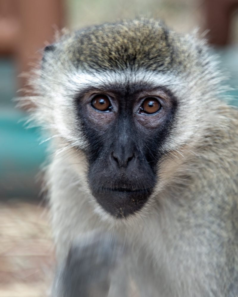 PHOTO GALLERY – Oklahoma Primate Sanctuary