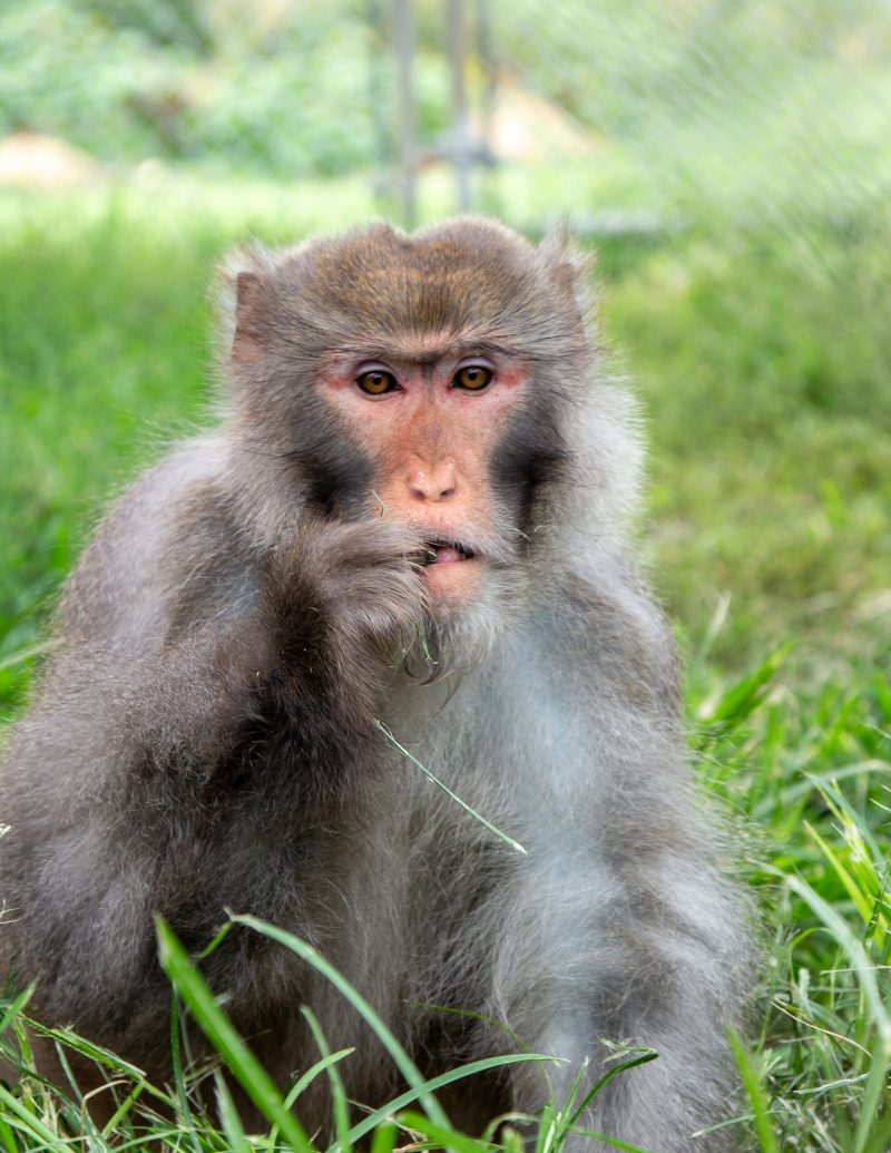 PHOTO GALLERY – Oklahoma Primate Sanctuary