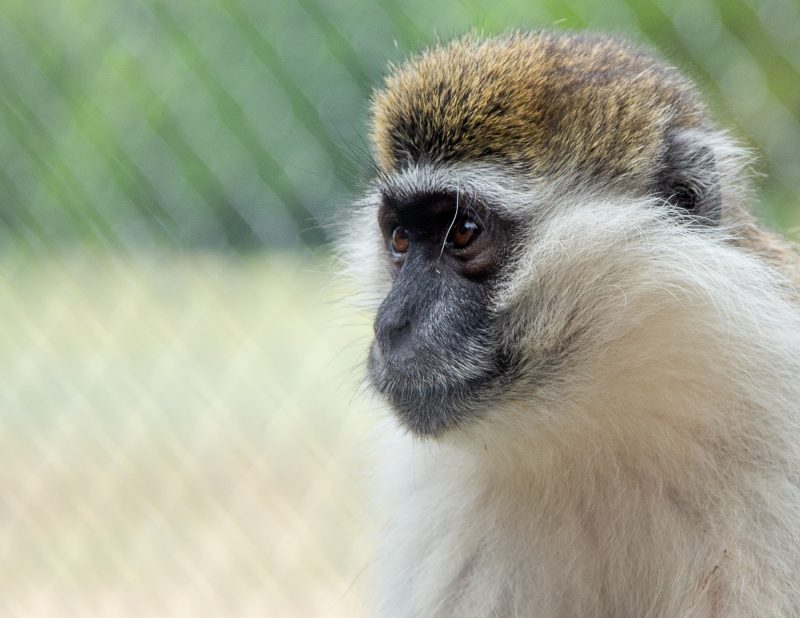 PHOTO GALLERY – Oklahoma Primate Sanctuary
