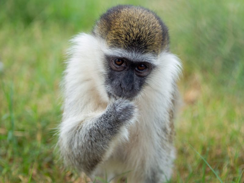 PHOTO GALLERY – Oklahoma Primate Sanctuary