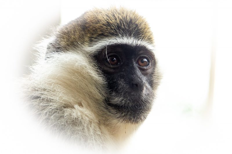 About – Oklahoma Primate Sanctuary